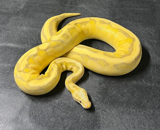 Adult Female Super Orange Dream Pastel Yellowbelly Het Clown Het Desert ...