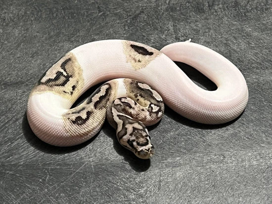 Vpi Axanthic Clown Pied Ball Python by Marc Bailey Reptiles