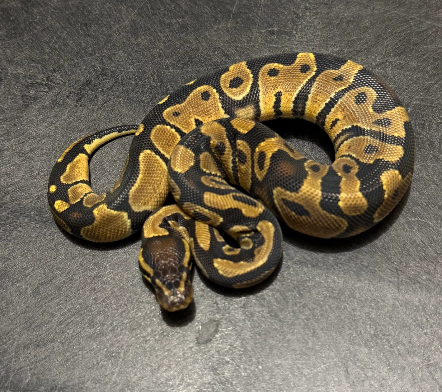Female Het Zebra Het Desert Ghost Ball Python by Marc Bailey Reptiles
