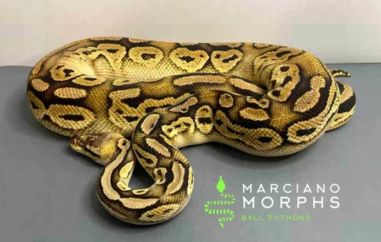 Bongo Fire Pastel Het Clown Ball Python by Marciano Morphs