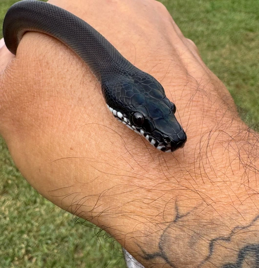 Southern White-Lipped Pythons by Serpentarium