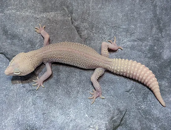 Super Snow Radar Leopard Gecko by K&C Geckos