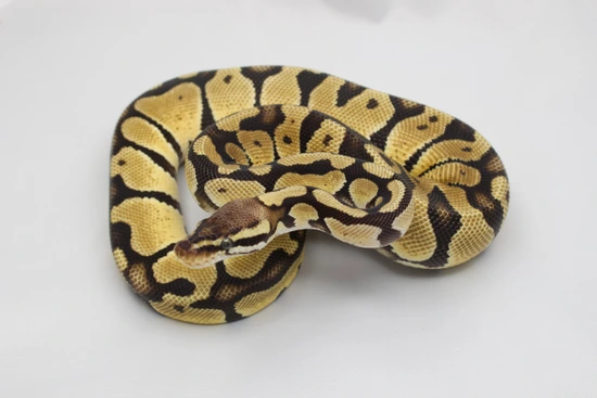 Pastel Het Vpi Axanthic Ball Python by Mario's Morphs