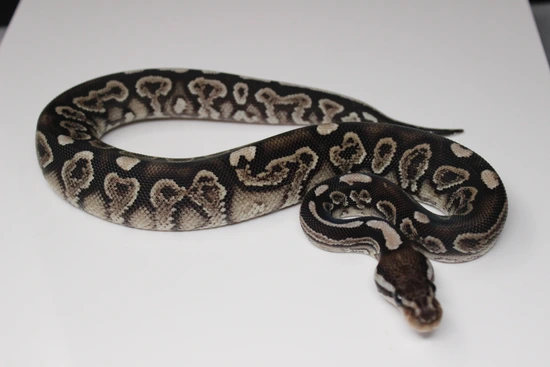 Black Pastel Yellowbelly Vpi Axanthic Ball Python by Mario's Morphs