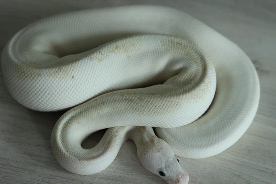 Super Sulfur Vpi Axanthic Ball Python by Mario's Morphs