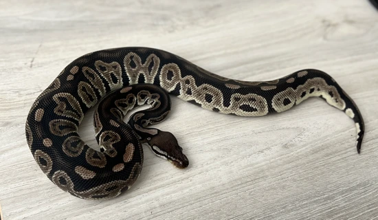 Black Pastel Orange Dream Vpi Axanthic Ball Python by Mario's Morphs