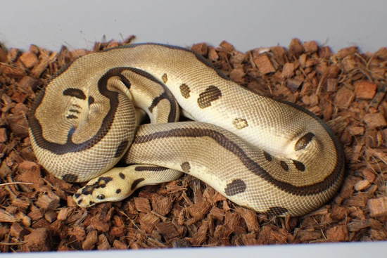 Enchi Batman Ball Python by Mario's Morphs