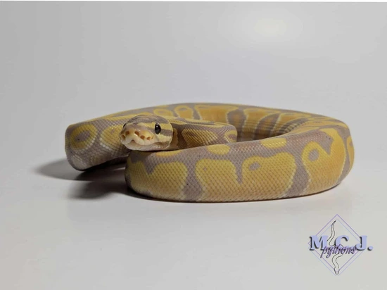 Banana, Yellow Belly, 50% Het Pied Ball Python by Mcj Pythons