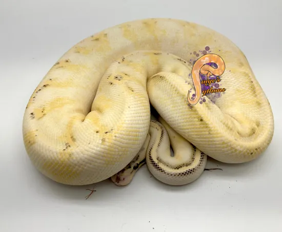 Super Pastel Freeway Ball Python by Paige's Pythons