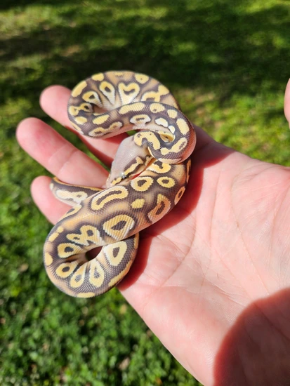 Orange Dream Pastel Mojave Ghost Ball Python by Angellee Exotics