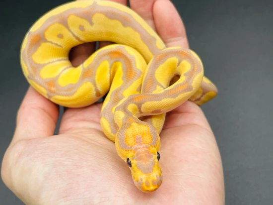 Banana Od Fire Clown Ball Python by Reptile_Horizon