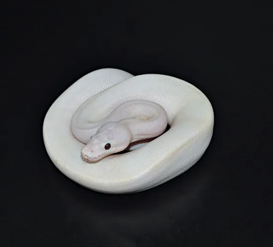 Banana Ivory Plus Ball Python by Marki Reptiles