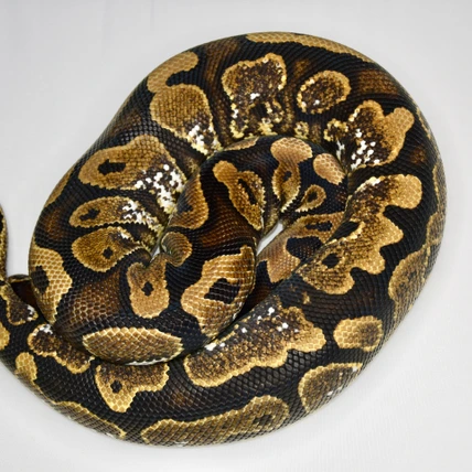 Marki Reptiles - MorphMarket