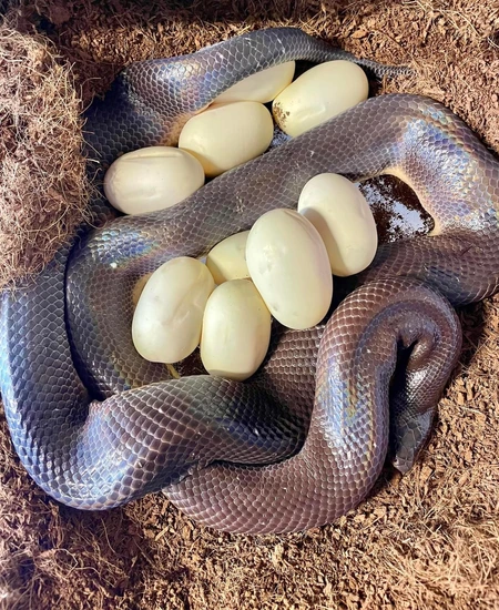 Loxocemus Bicolor CB 2024 Pair More Python by Marki Reptiles