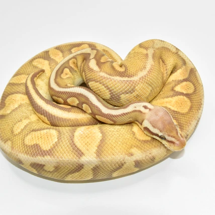 Marki Reptiles - MorphMarket