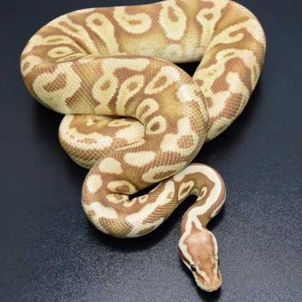 Marki Reptiles - MorphMarket