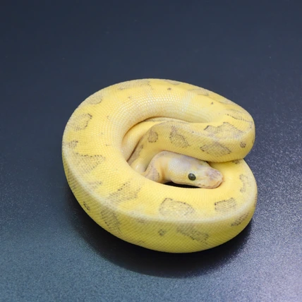 Marki Reptiles - MorphMarket