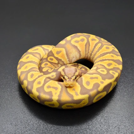 Marki Reptiles - MorphMarket