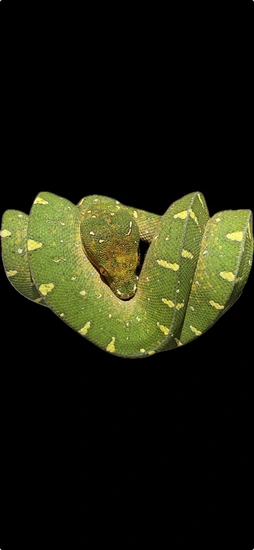 USCBB Biak X Jayapura Green Tree Python by Mark Miles