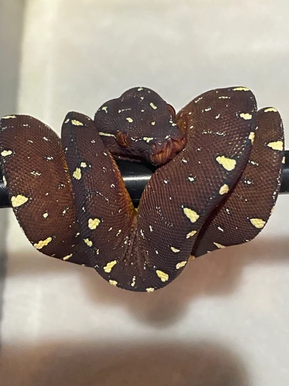 USCBB Cyclops Green Tree Python by Mark Miles