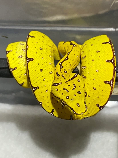 USCBB Cyclops Green Tree Python by Mark Miles