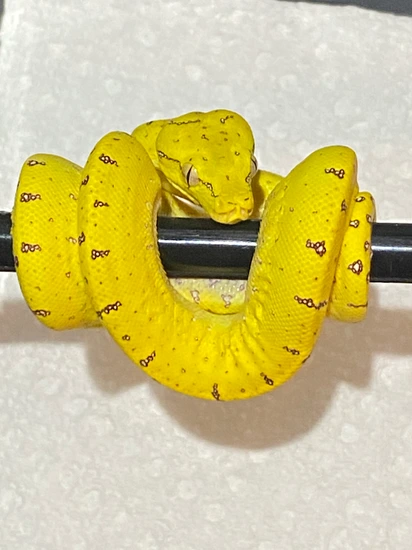 USCBB Aru Green Tree Python by Mark Miles