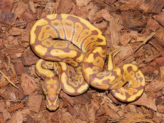 25 Ultramel Spotnose Ball Python by Mark Petros Reptiles
