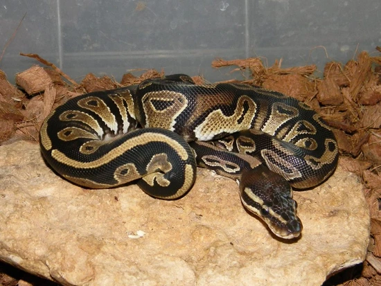 DH Dreamsicle Black Head Ball Python by Mark Petros Reptiles