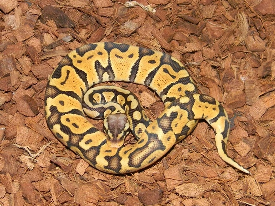 Het Tri Stripe SuPer Pastel Ball Python by Mark Petros Reptiles