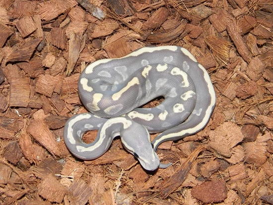 Ghi Hypo Mojave Ball Python by Mark Petros Reptiles