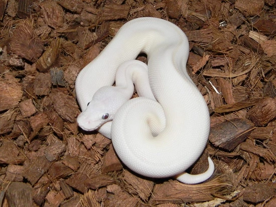 Blue Eye Lucy Ball Python by Mark Petros Reptiles