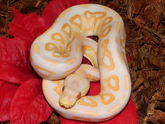 Lavender Albino Black Pastel Ball Python by Mark Petros Reptiles