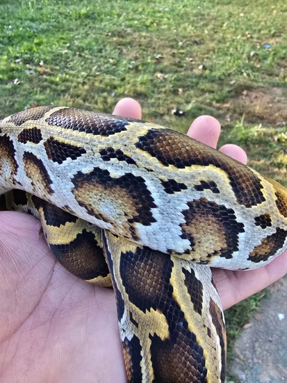 Normal Burm Burmese Python by TurtleInfestedWaters