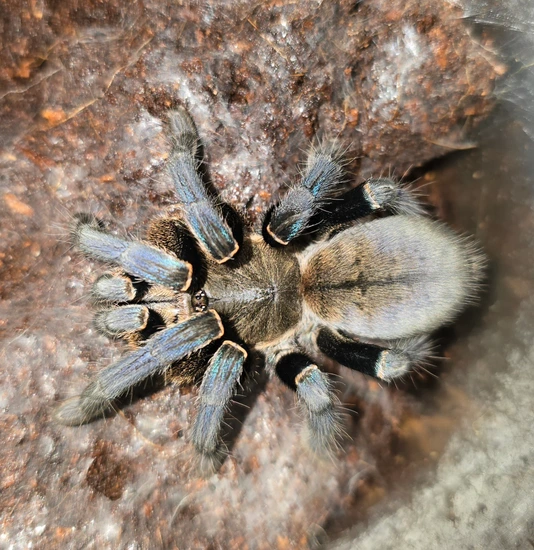 C.lividus Cbb Female Tarantula by TurtleInfestedWaters