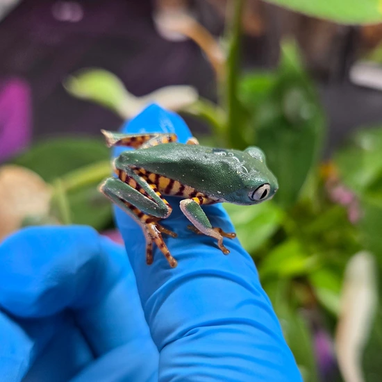 Super Tiger Leg Monkey Tree Frog by Marshall Arachnids