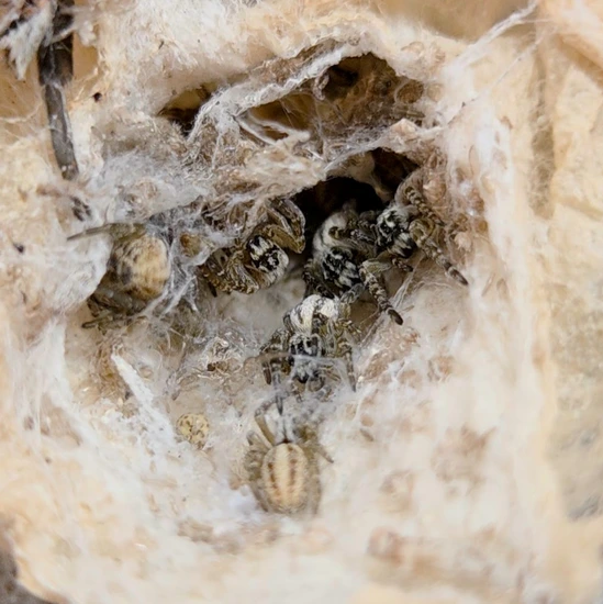 Desert Velvet Spiderling (S. Lineatus) Other Spider by Marshall Arachnids