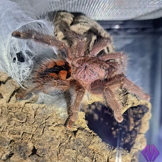 Dwarf Pinktoe (A. Minatrix) Spiderling Tarantula by Marshall Arachnids