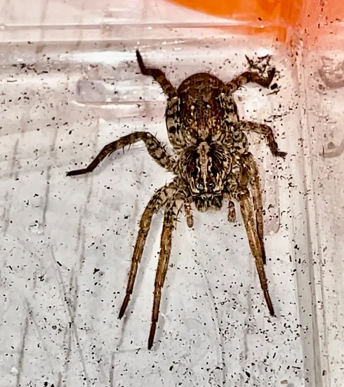 South Europe Hogna Radiata Wolf Spider By Ninos Night Crawlers