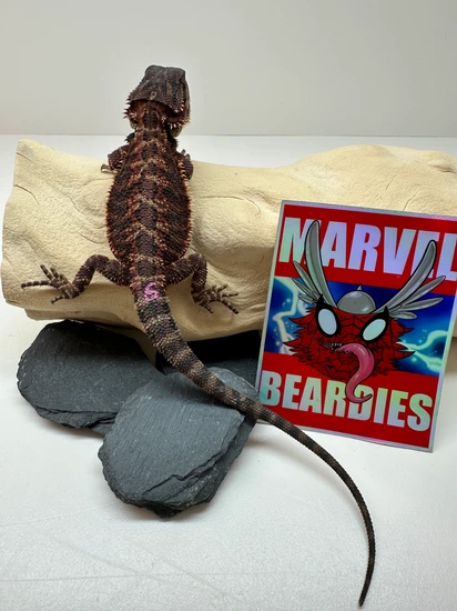 100% Red Monster Double Het Central Bearded Dragon by Marvel Beardies