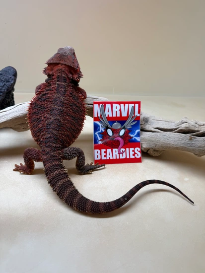 100% Red Monster Double Het Central Bearded Dragon by Marvel Beardies