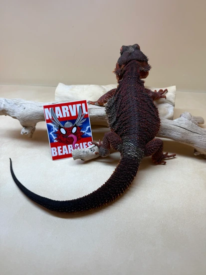 100% Red Monster Double Het Central Bearded Dragon by Marvel Beardies