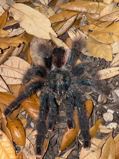 Avocation Braunshauseni Goliath Pinktoe Tarantula by Mel’s Exotics