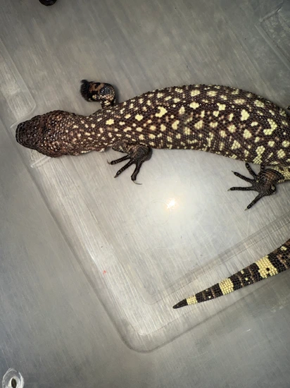 Big Baby Beaded Lizard Tolerates Handling by Mel’s Exotics