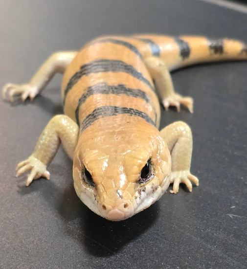Peters' Banded Skink More Skink by S&A Exotics
