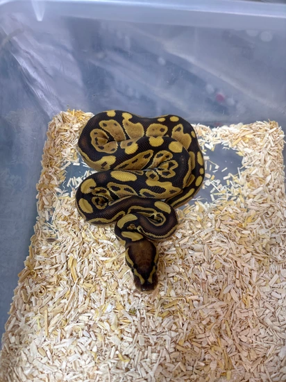 Dark Sun Ball Python by New Gene Balls