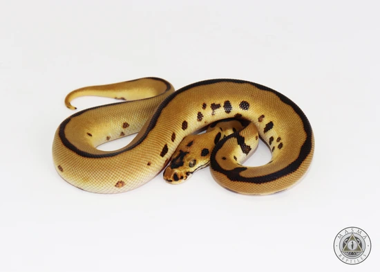 Enchi Batman Pos YB Ball Python by MASMA Reptiles