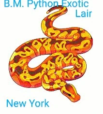 B.M. Python Exotic Lair - MorphMarket
