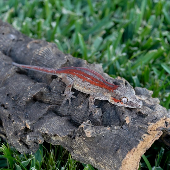 Magma X Bacon 2.0 Gargoyle Gecko by Mr. Gargoyles