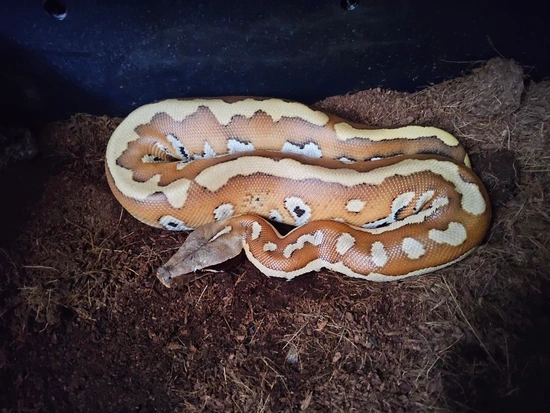Pollen,orange Crush Blood Python by Apex Pythons
