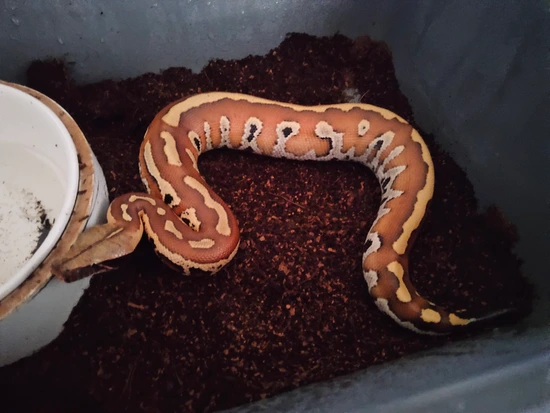 Pollen,orange Crush Blood Python by Apex Pythons